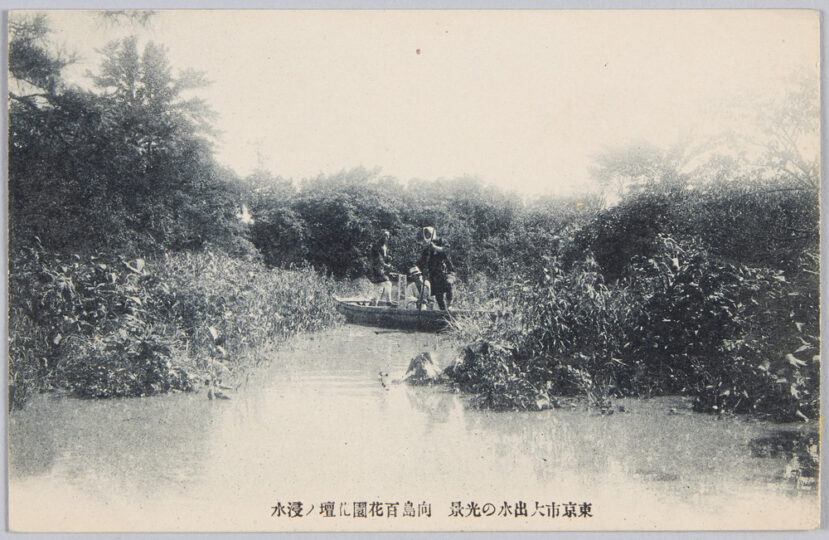 東京市大出水の光景 向島百花園花壇ノ浸水 | ToMuCo - Tokyo Museum Collection